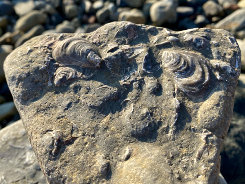 Penarth Fossil Hunting – Travels With My Aunt