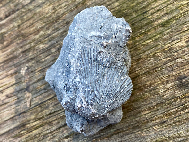 Penarth Fossil Hunting – Travels With My Aunt